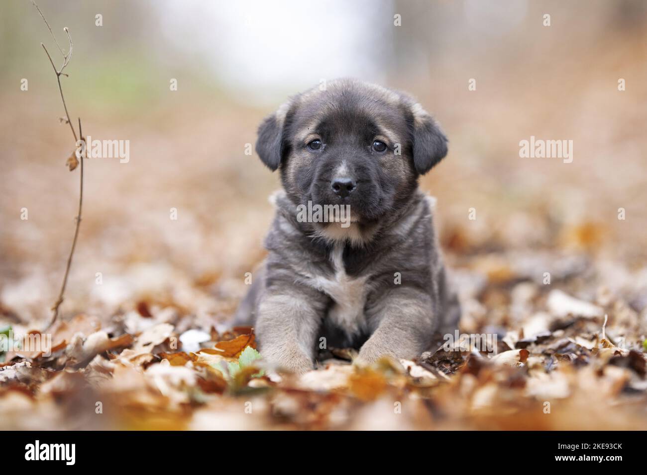 Mastin espanol hi-res stock photography and images - Alamy