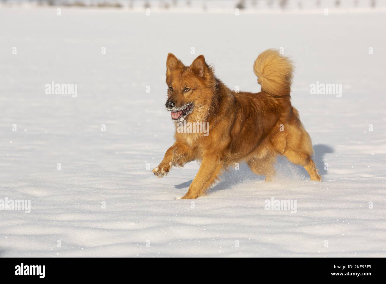 Side view red fox running hi-res stock photography and images - Alamy