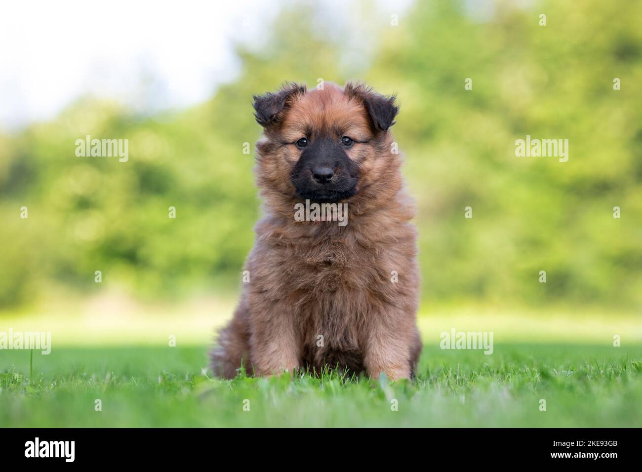 Harz Fox Puppy Stock Photo - Alamy