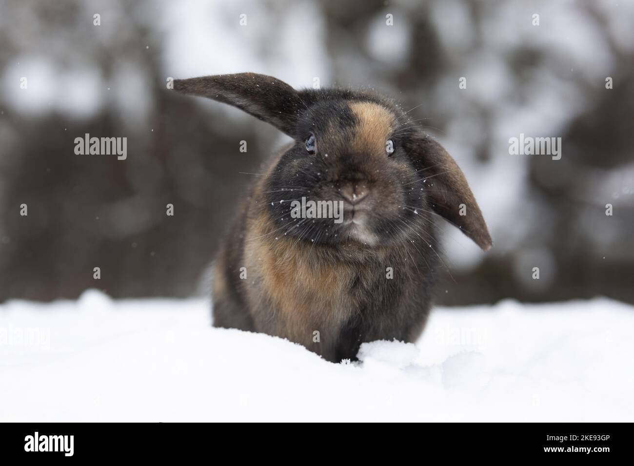 Small rabbits in snow hi-res stock photography and images - Alamy