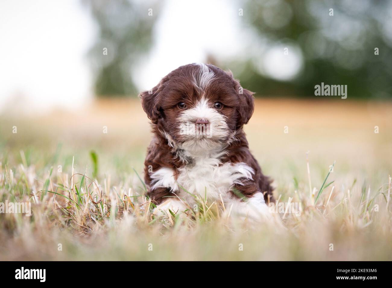 Bolonka zwetna Puppy Stock Photo - Alamy