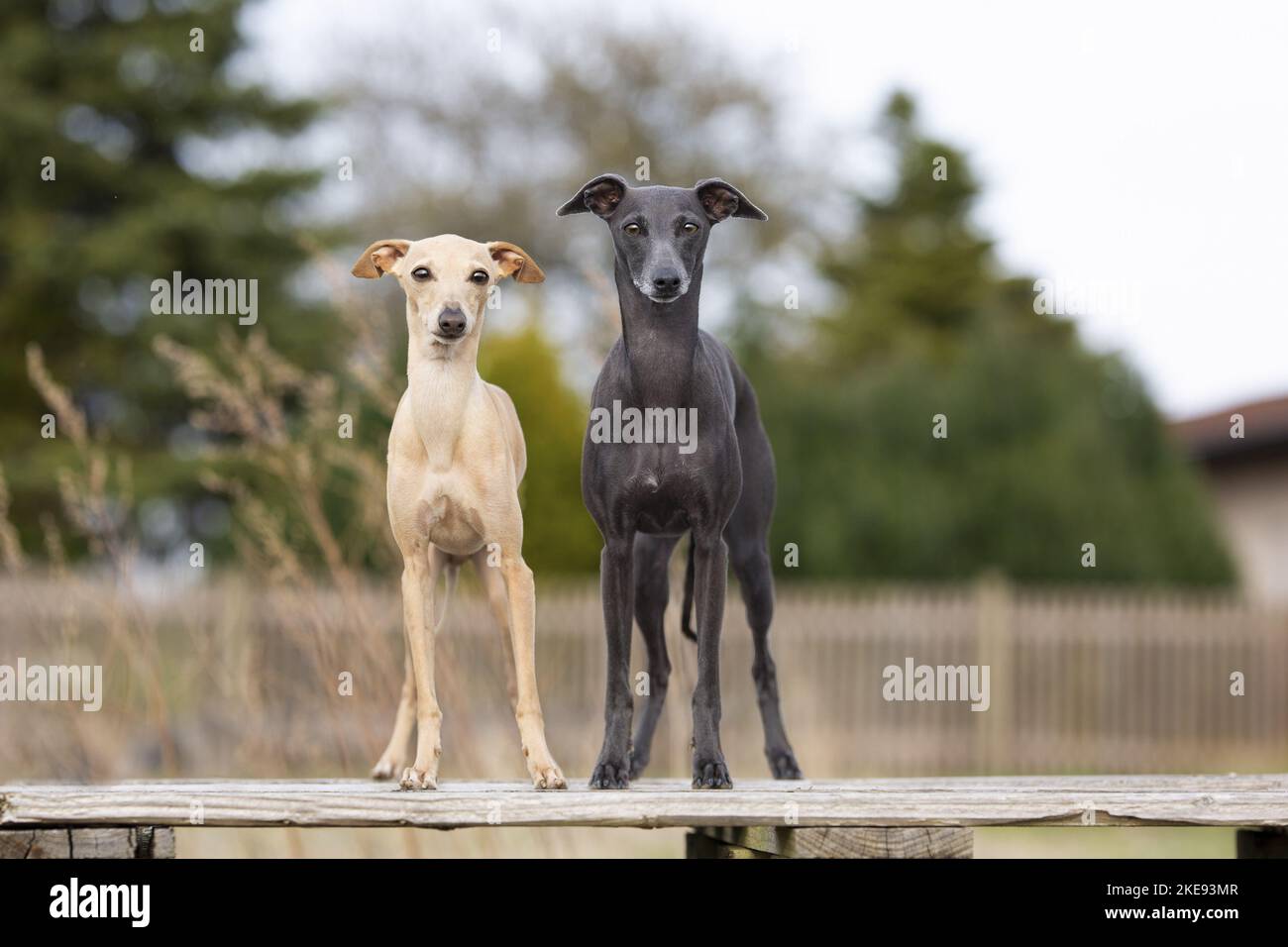 2 Italian Greyhounds Stock Photo - Alamy