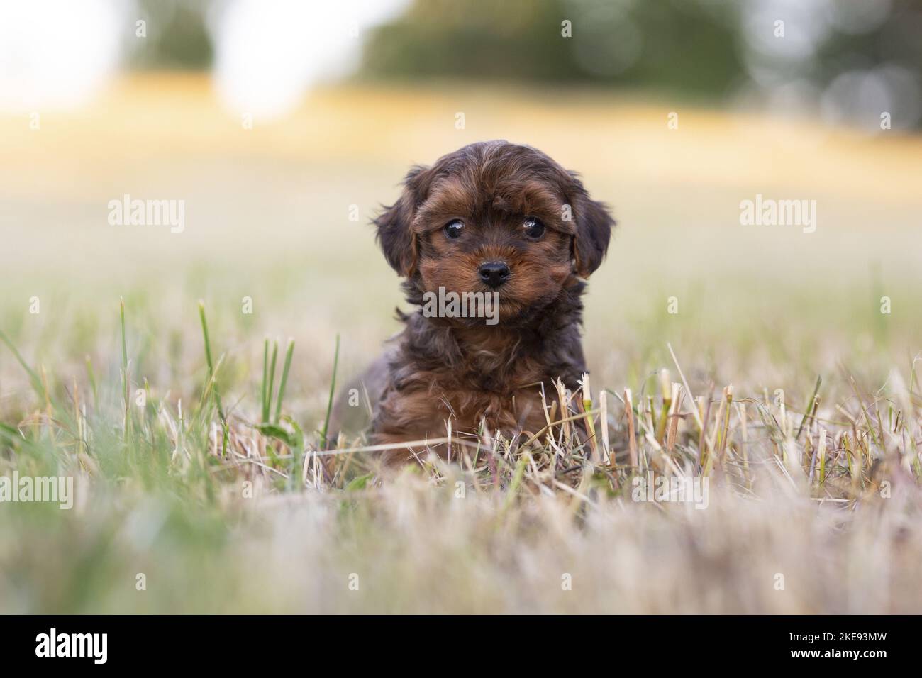 Bolonka zwetna Puppy Stock Photo - Alamy