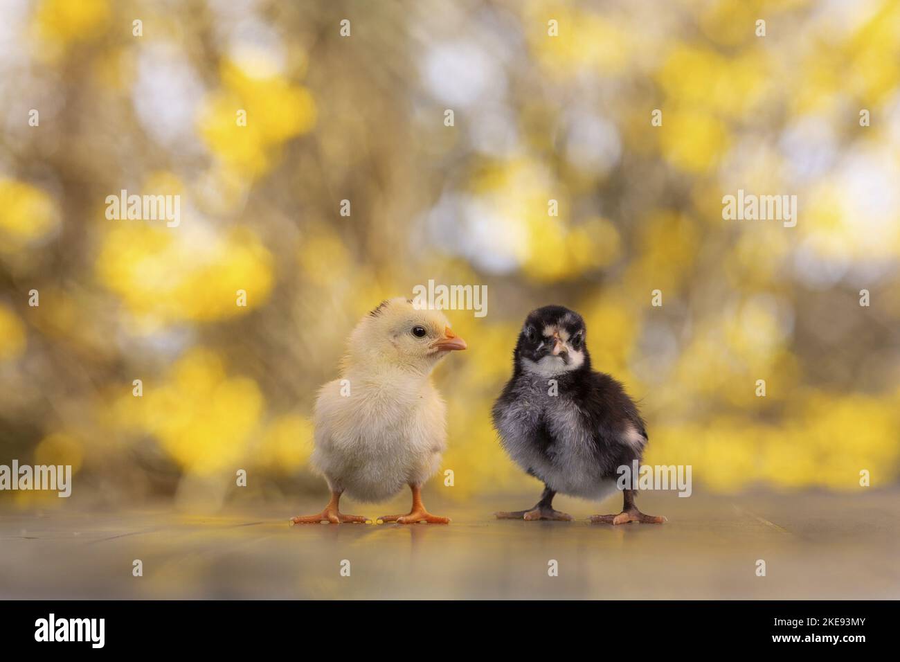 Two baby chick with flowers hi-res stock photography and images - Alamy