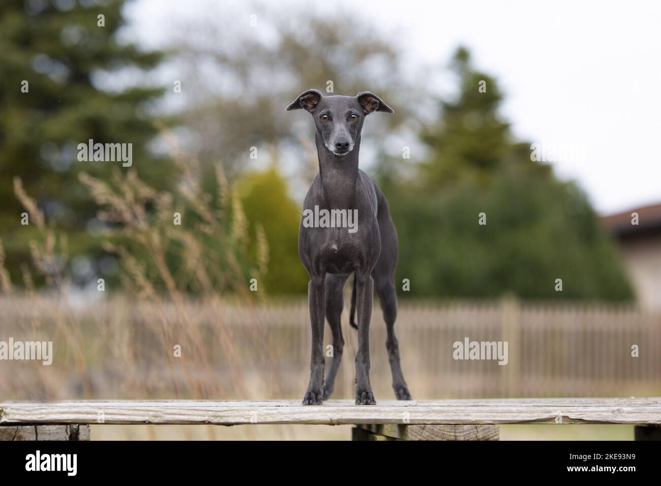adult Italian Greyhound Stock Photo - Alamy
