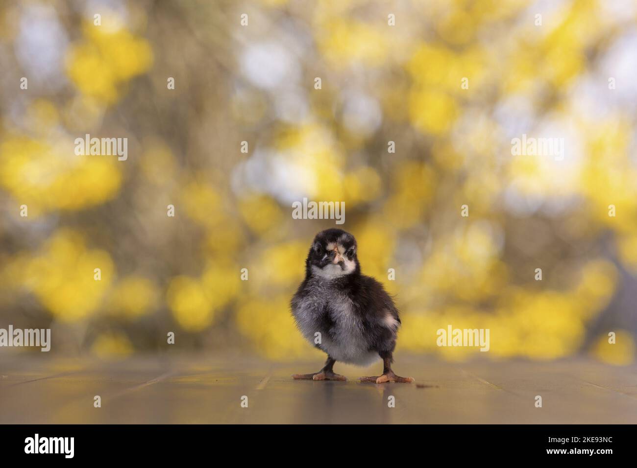 Hen and chicks blooming hi-res stock photography and images - Alamy