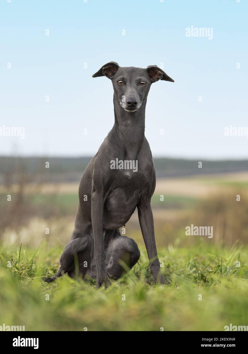 adult Italian Greyhound Stock Photo - Alamy
