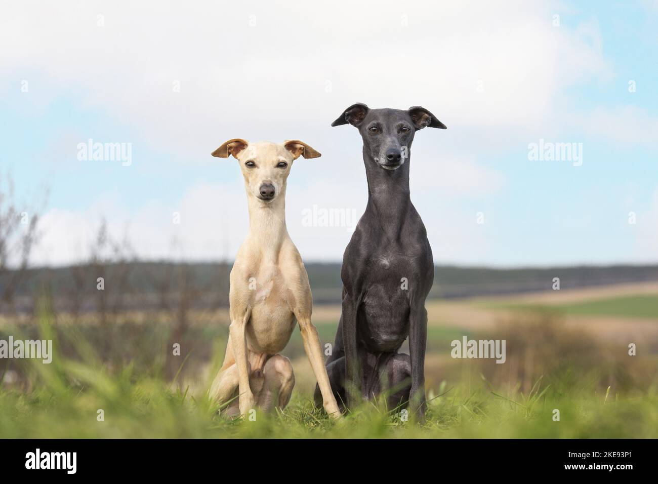 Two italian greyhounds hi-res stock photography and images - Alamy