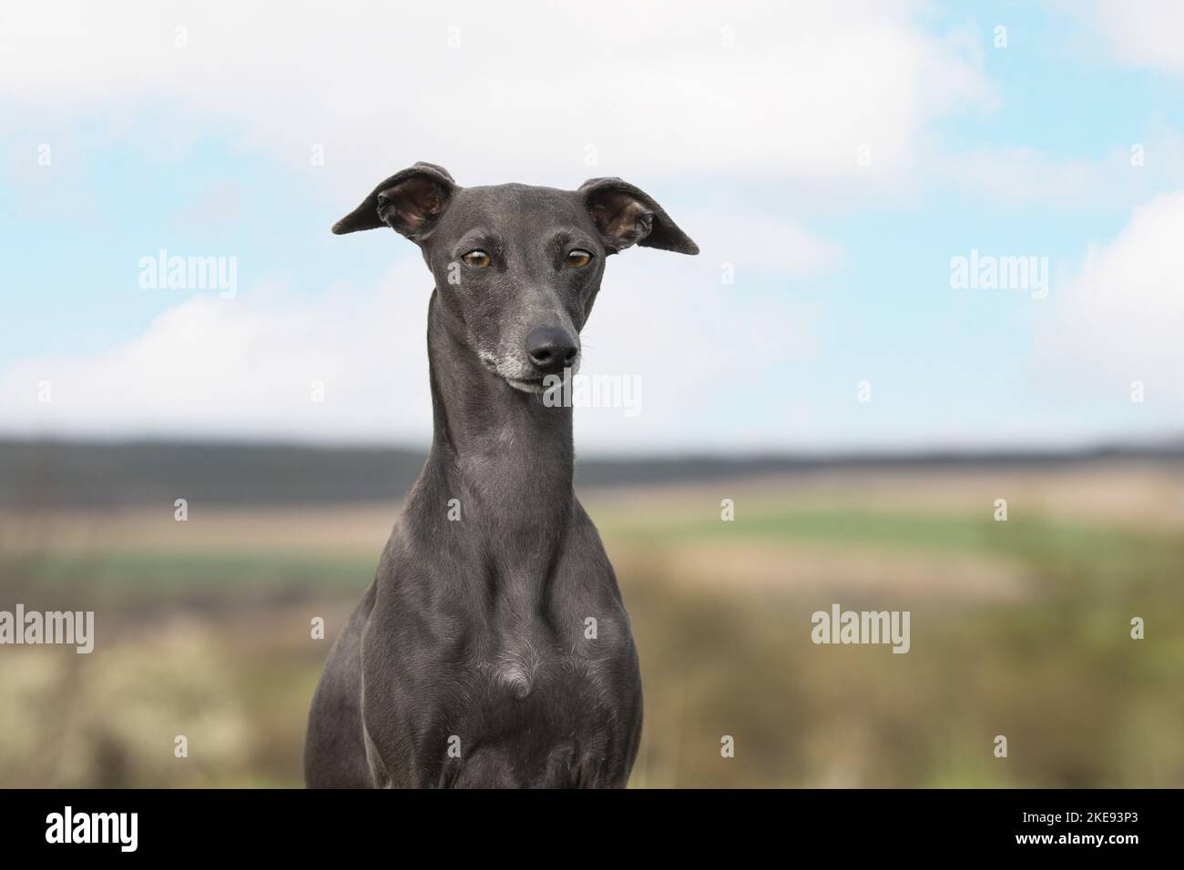 adult Italian Greyhound Stock Photo - Alamy