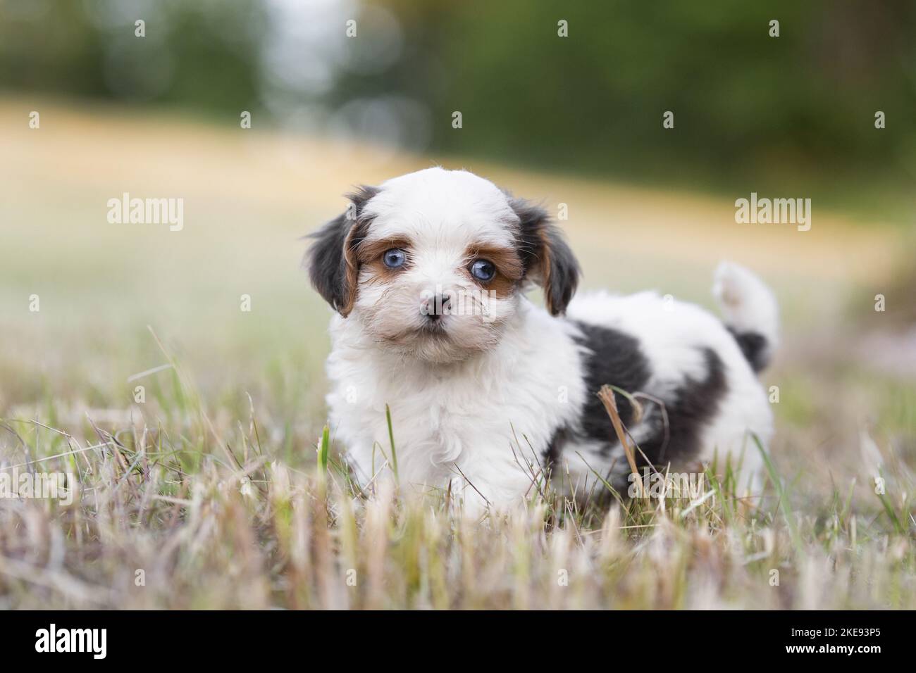 Bolonka zwetna Puppy Stock Photo - Alamy