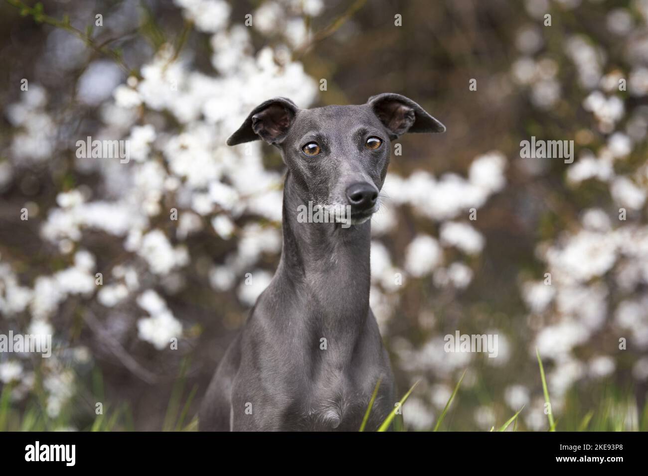 adult Italian Greyhound Stock Photo - Alamy