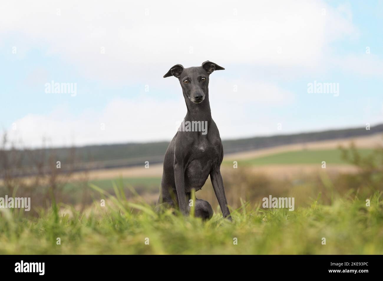 adult Italian Greyhound Stock Photo - Alamy