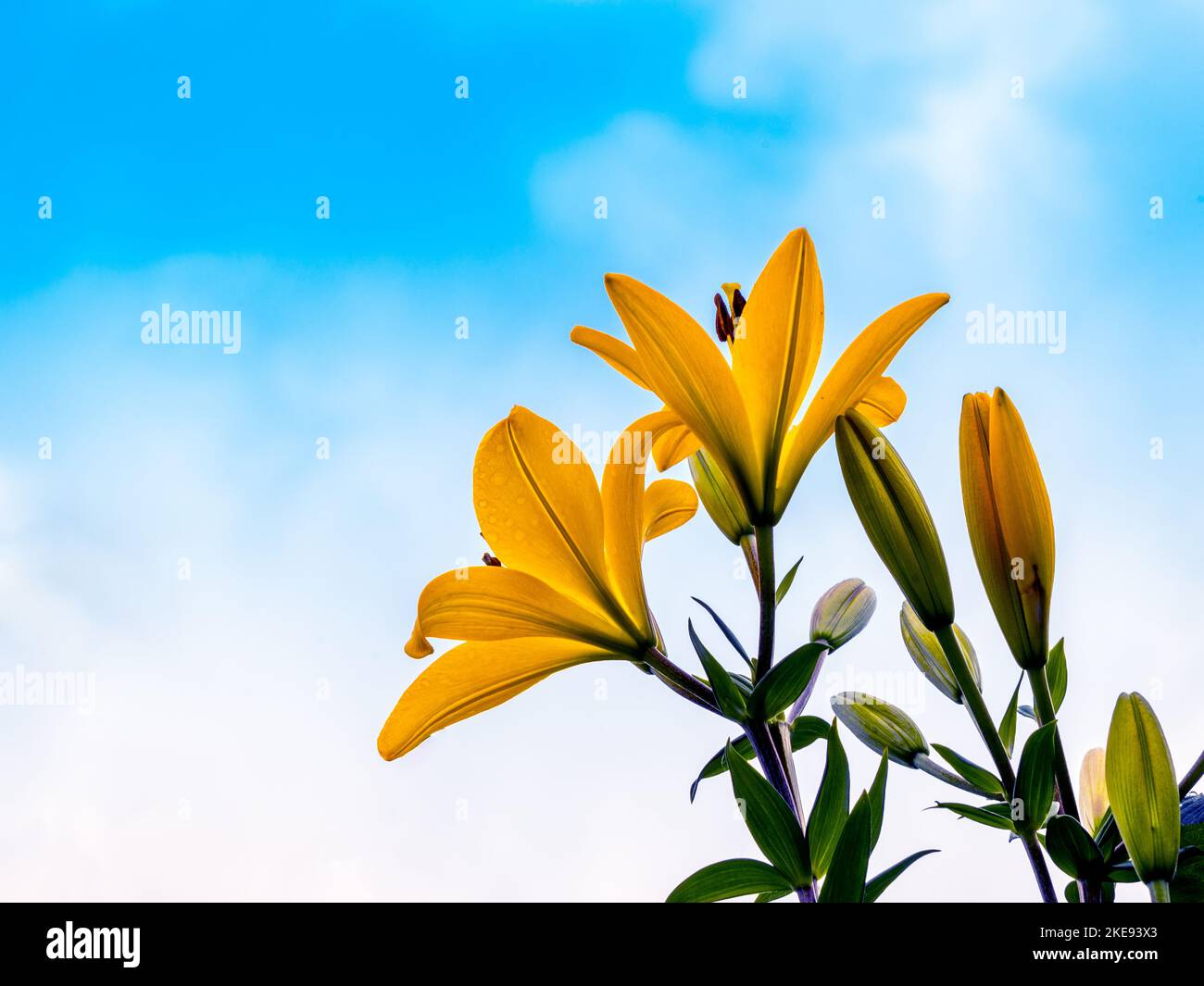 Flowers on blue sky background. Yellow-orange Asiatic lily flowers in ...