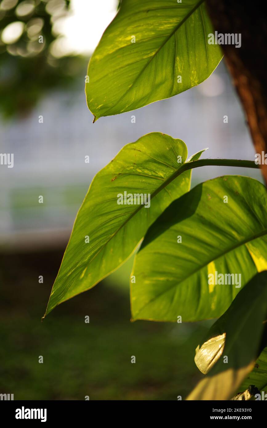 The green leaf with sunlight in summertime Stock Photo - Alamy