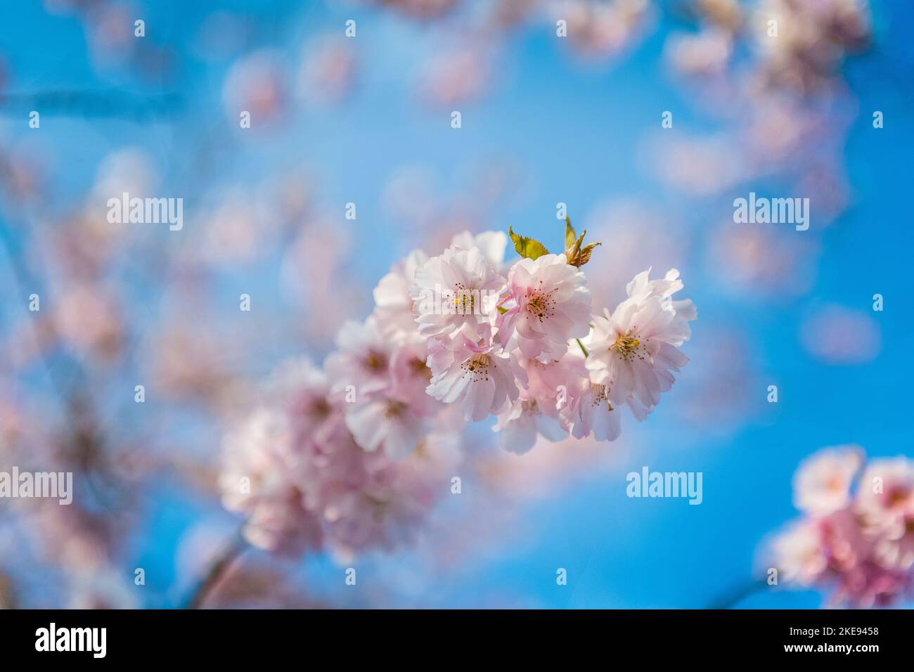Japanese cherry blossom blooming Stock Photo - Alamy