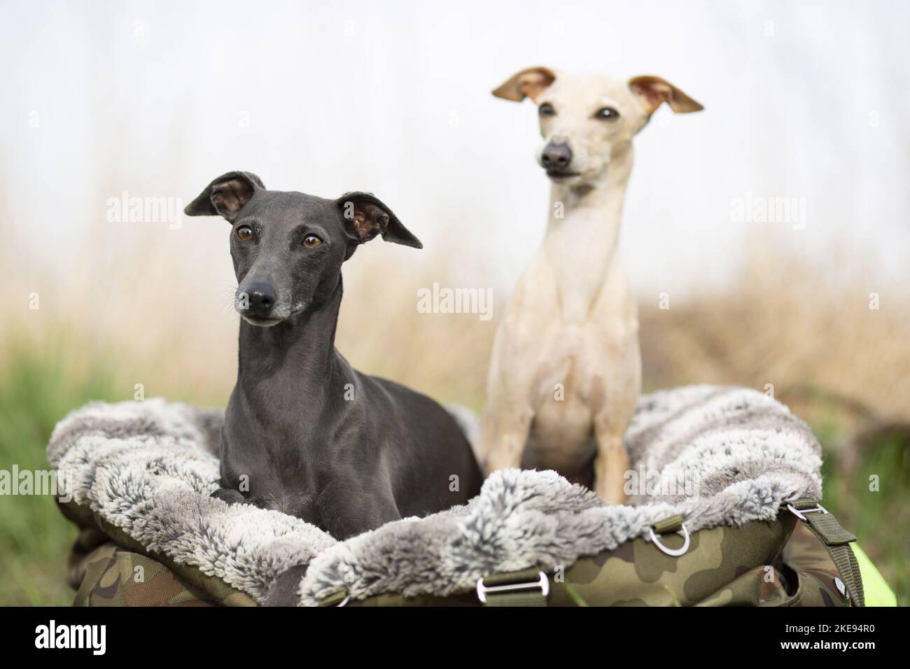 2 Italian Greyhounds Stock Photo - Alamy