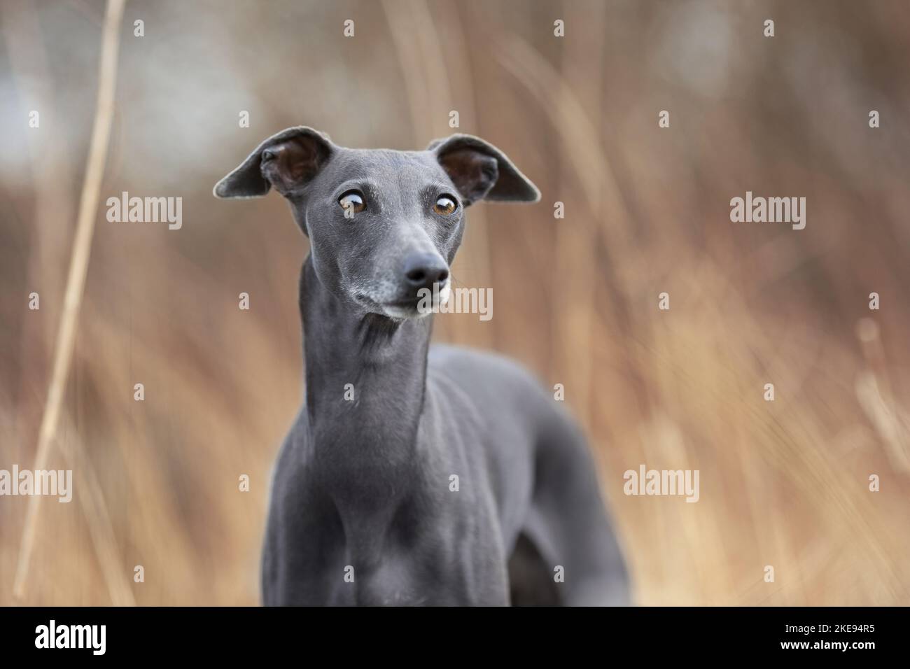 adult Italian Greyhound Stock Photo - Alamy