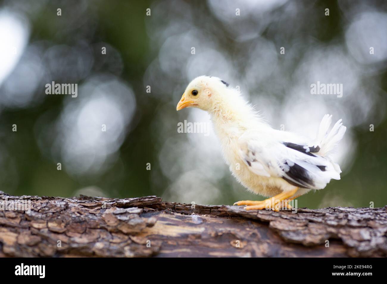 Serama profile hi-res stock photography and images - Alamy