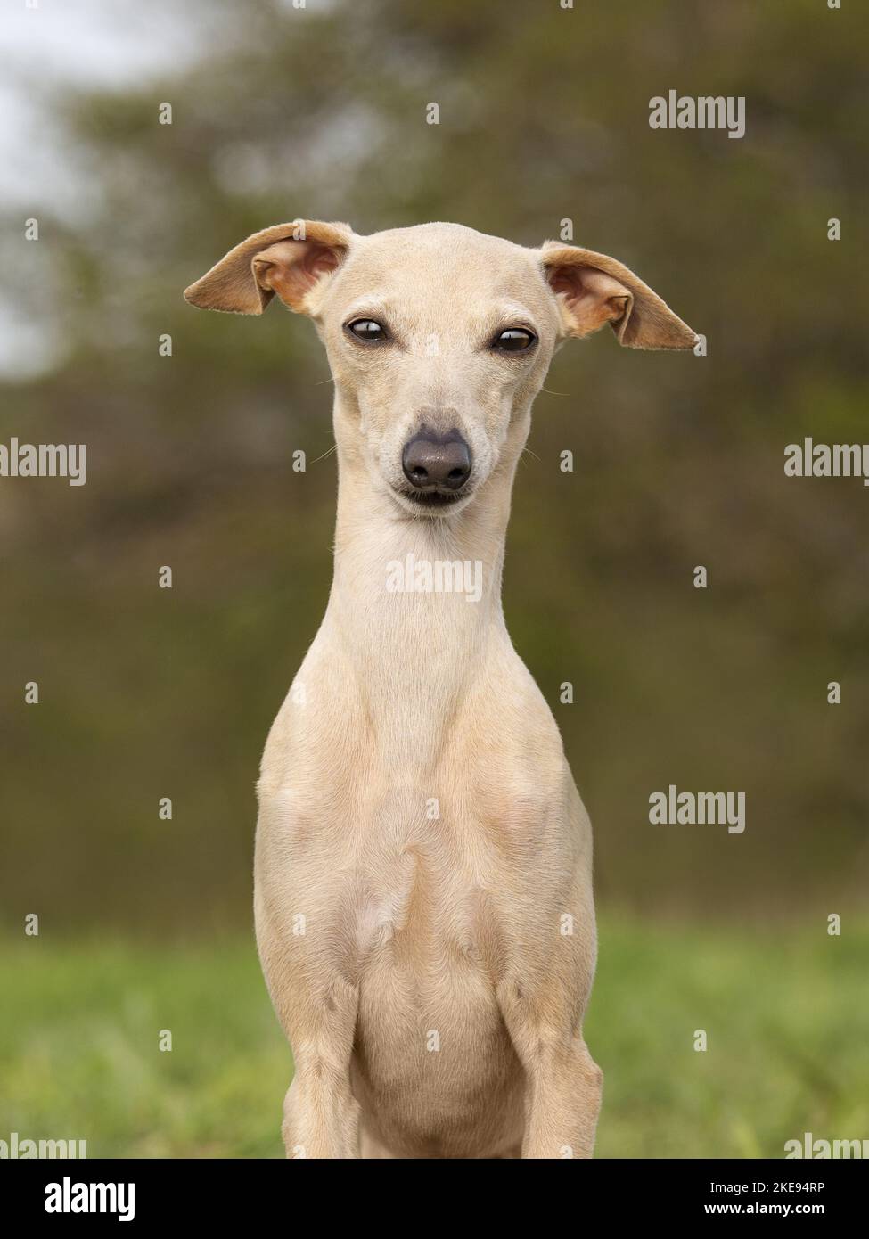 adult Italian Greyhound Stock Photo - Alamy