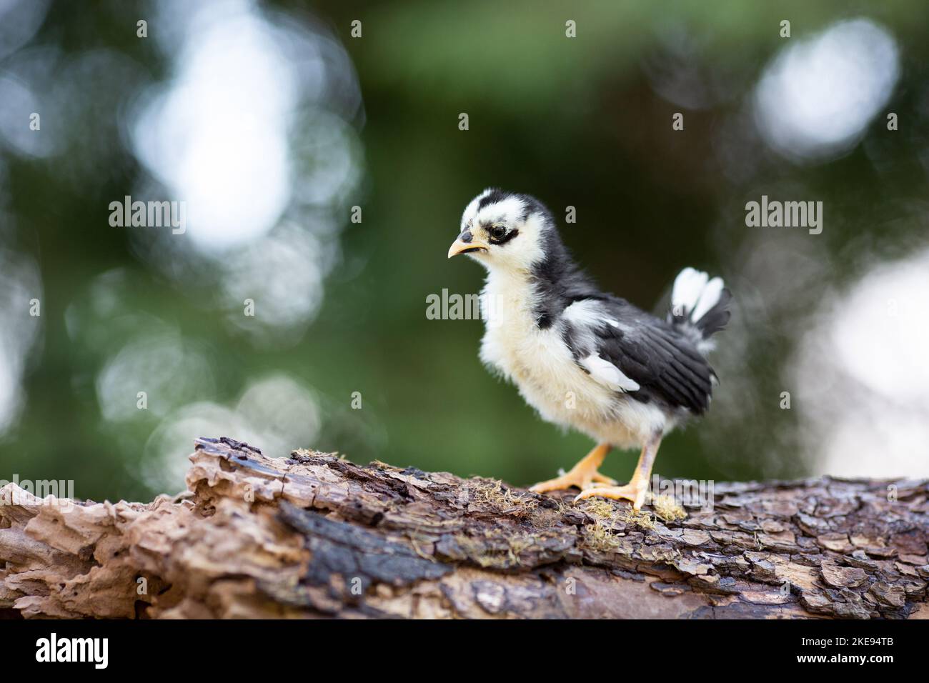 Serama bantam hi-res stock photography and images - Alamy