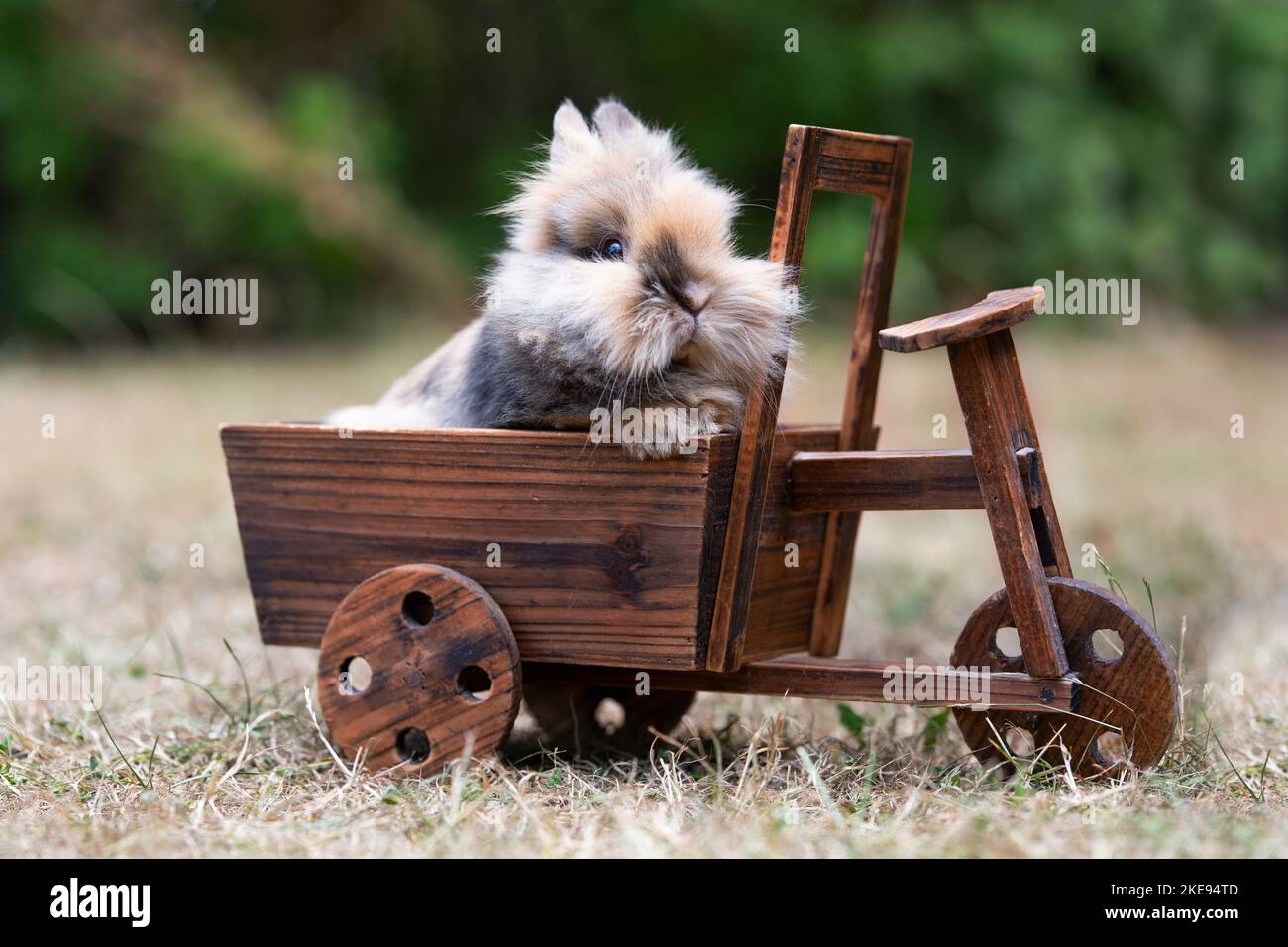 lion-headed dwarf rabbit Stock Photo - Alamy