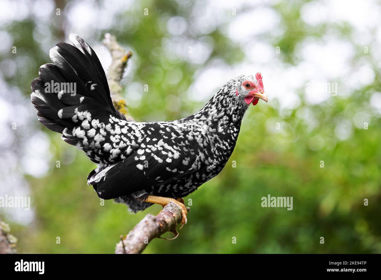Serama chicken hi-res stock photography and images - Alamy