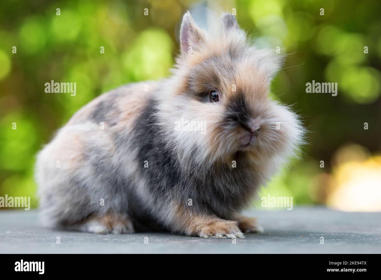 lion-headed dwarf rabbit Stock Photo - Alamy