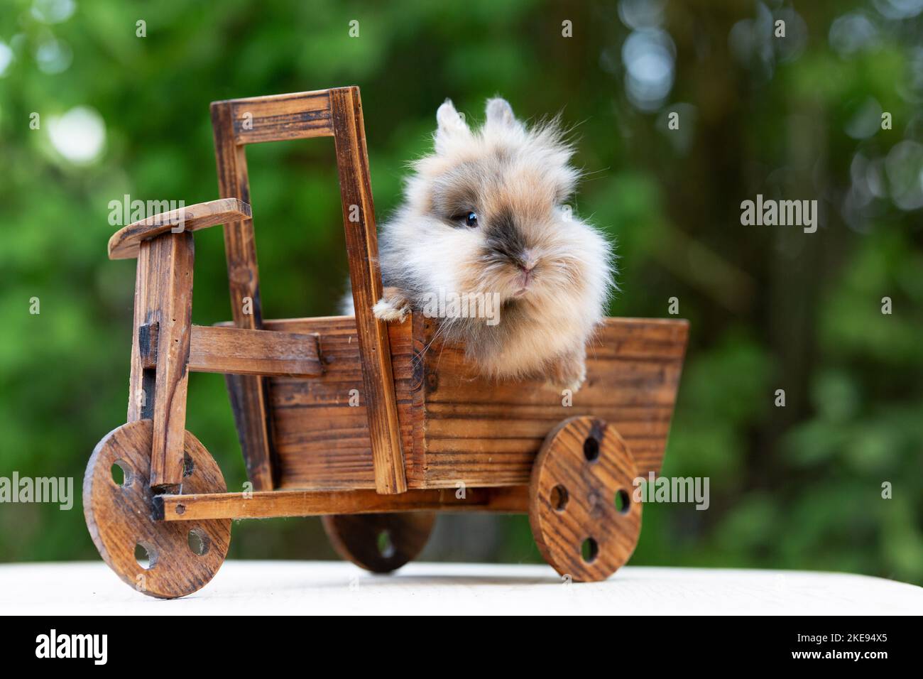lion-headed dwarf rabbit Stock Photo - Alamy