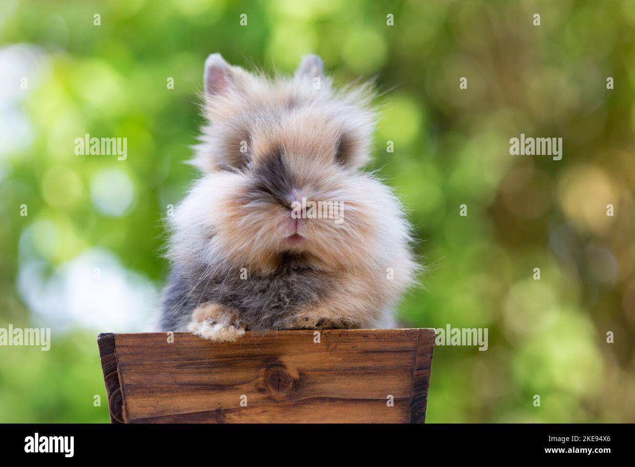 lion-headed dwarf rabbit Stock Photo - Alamy