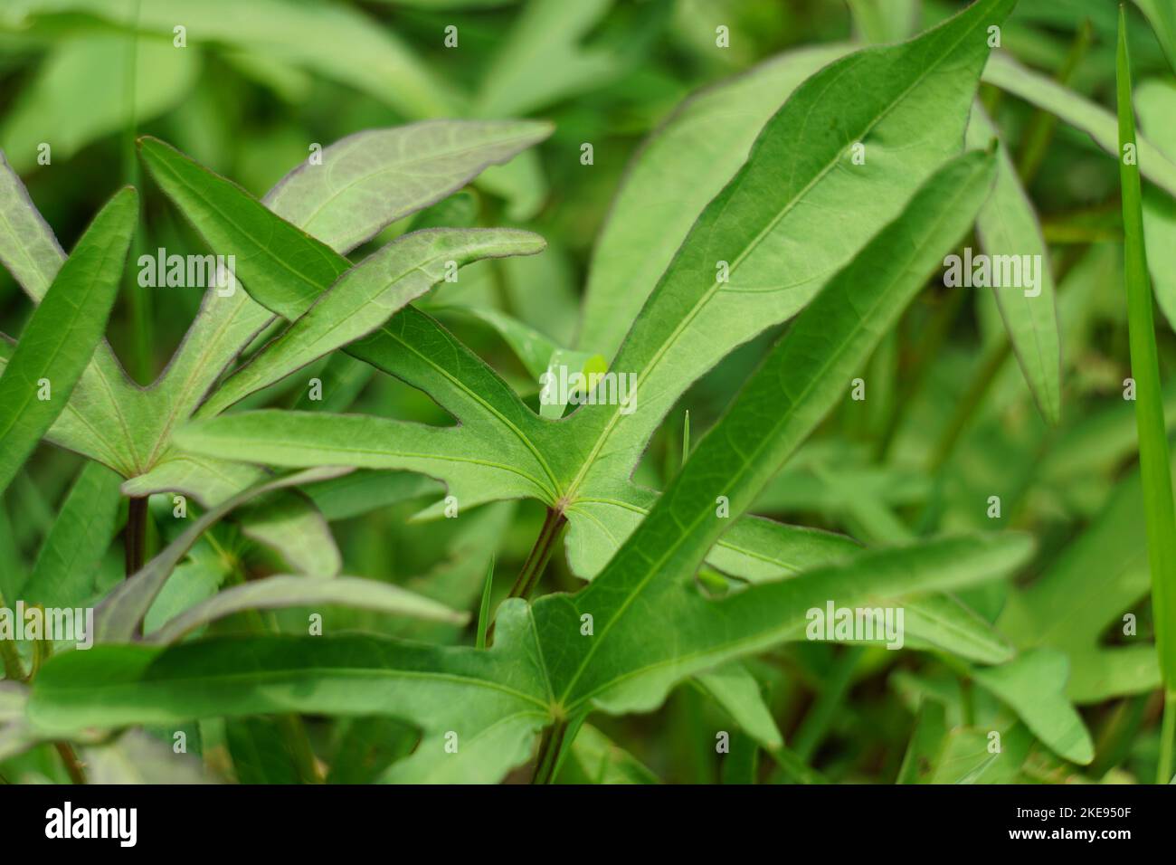 Sweet potatoes leave in the nature. Sweet potato leaves are medium to ...