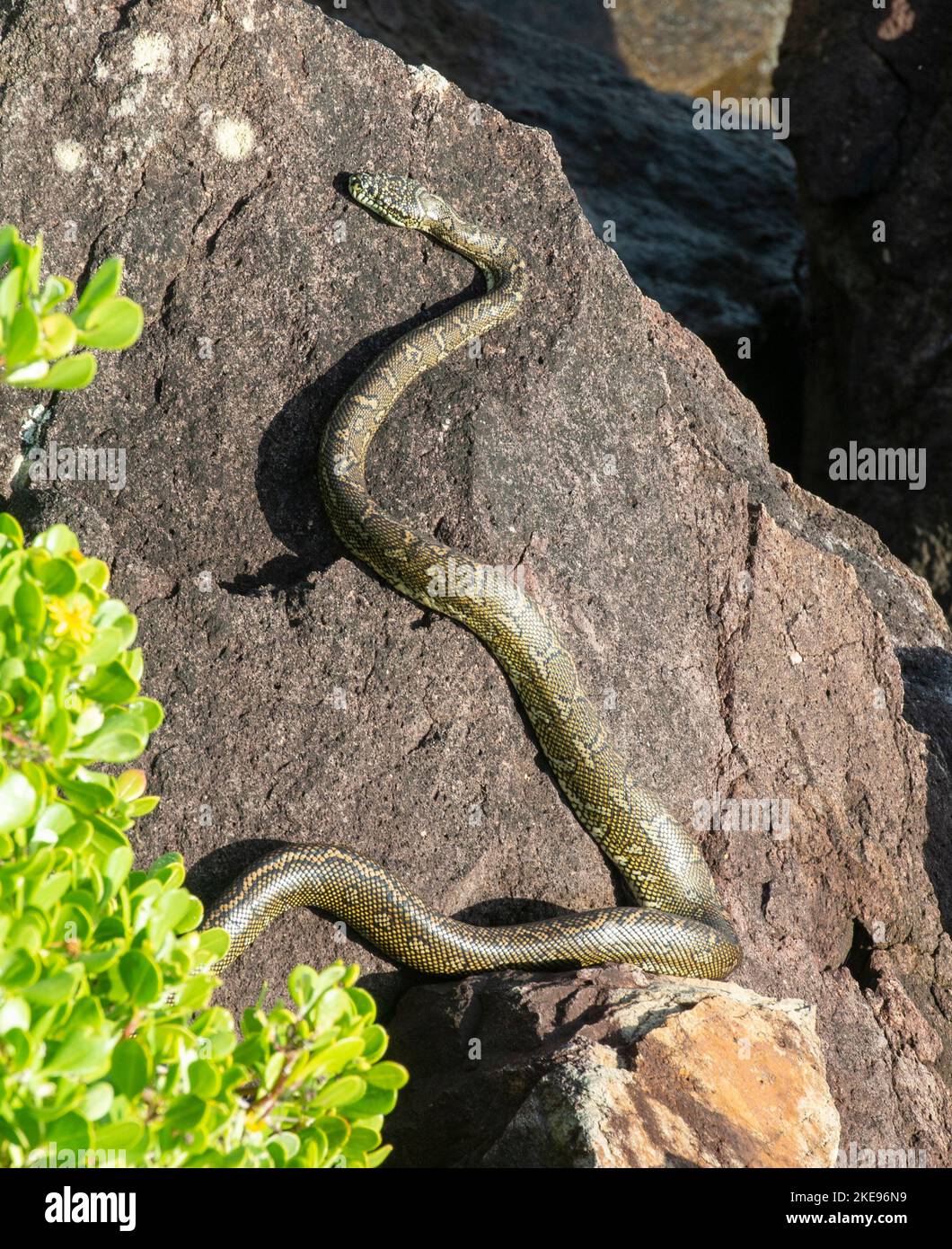 Snake mating australia hi-res stock photography and images - Alamy