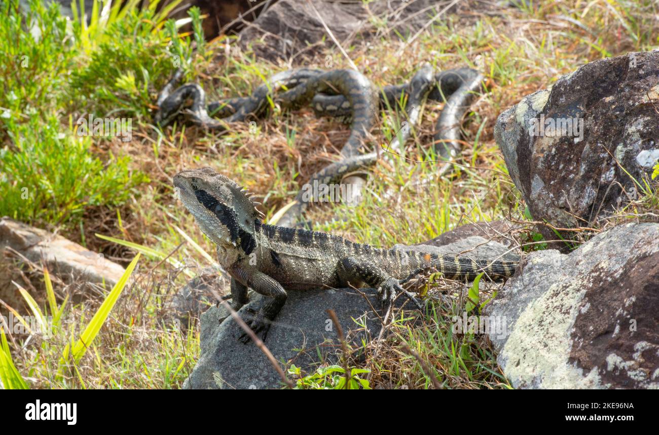 Snake mating australia hi-res stock photography and images - Alamy