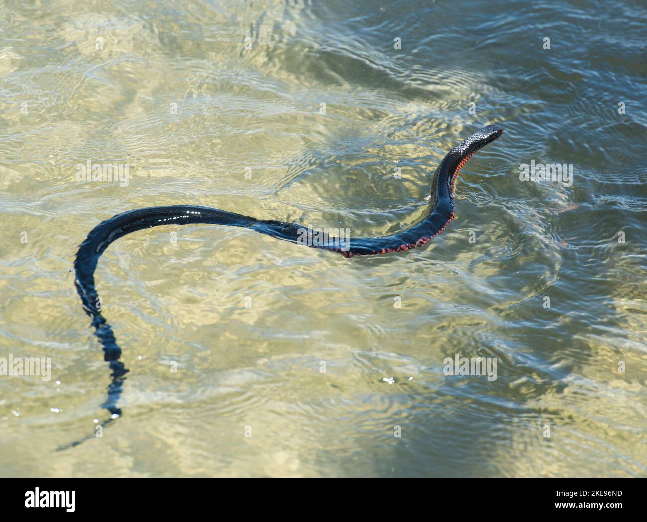 Deadly red bellied black snake swimming over the sand flats at Urunga ...