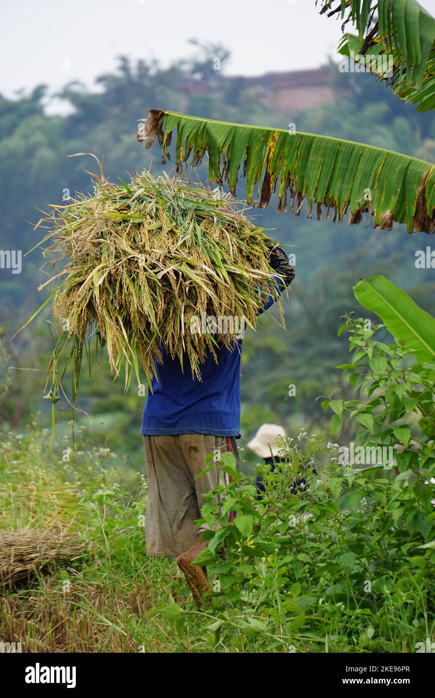 The farmer harvesting rice in traditional ways Stock Photo - Alamy