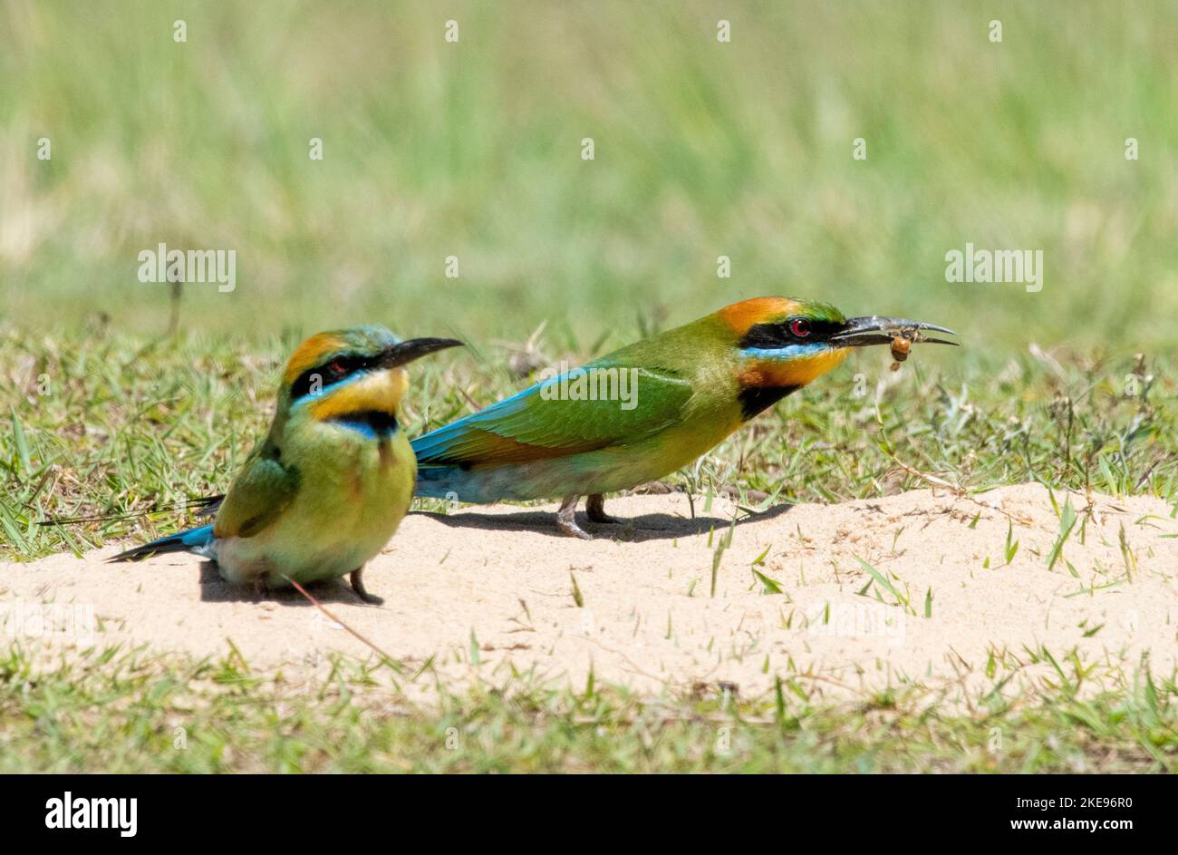 Rainbow bee eaters feeding on bees and butterflies Stock Photo - Alamy