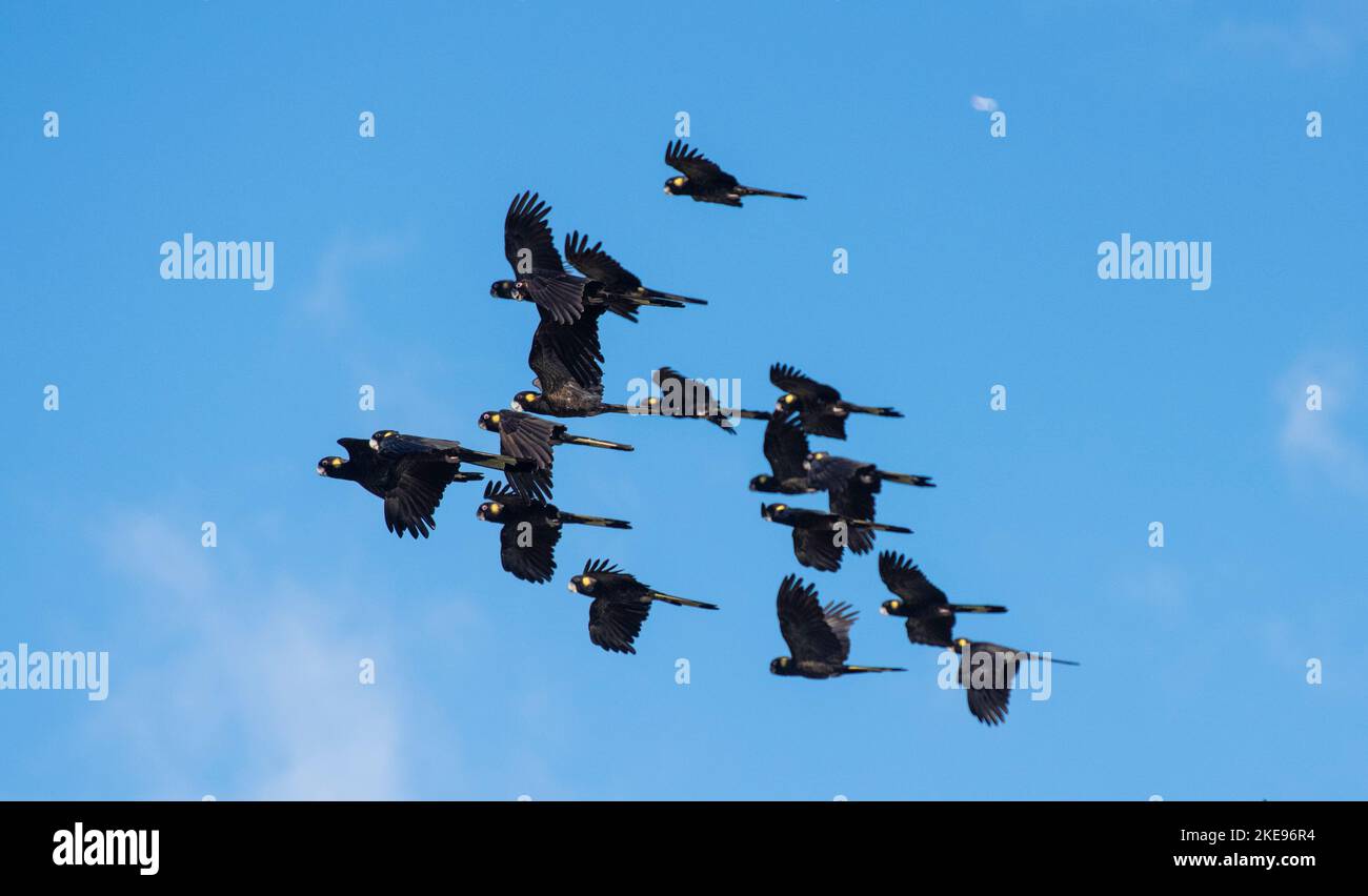 Flock of yellow tailed black cockatoos on the north coast of New South ...