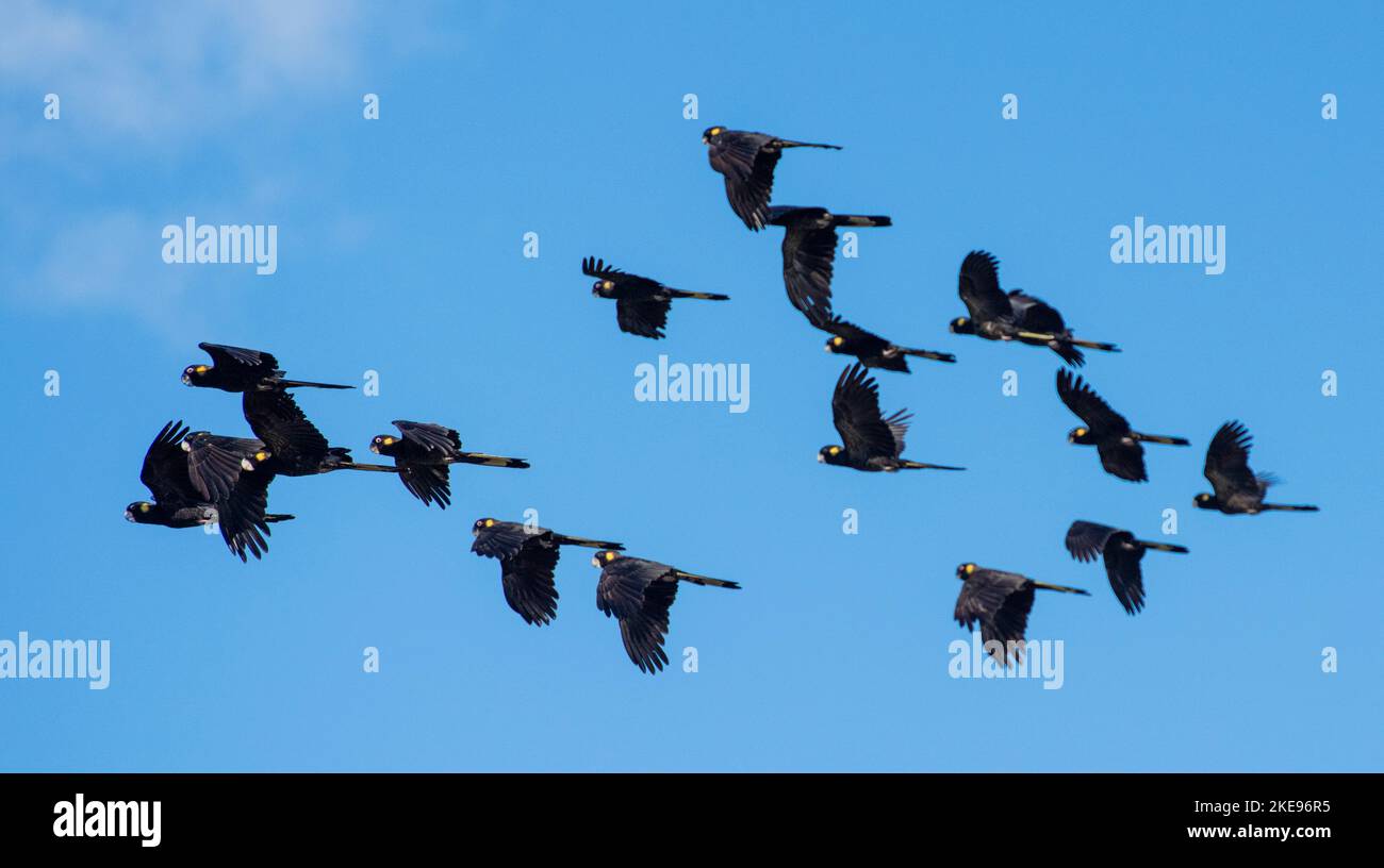 Flock of yellow tailed black cockatoos on the north coast of New South ...