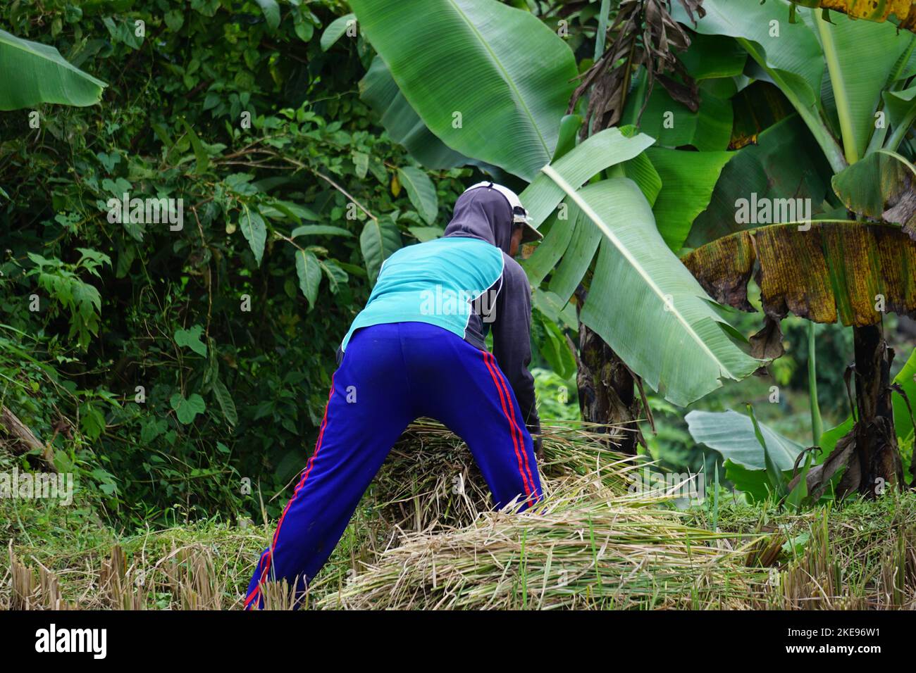 The farmer harvesting rice in traditional ways Stock Photo - Alamy