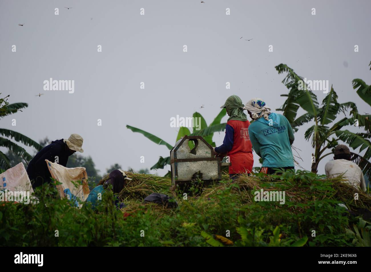 The farmer harvesting rice in traditional ways Stock Photo - Alamy