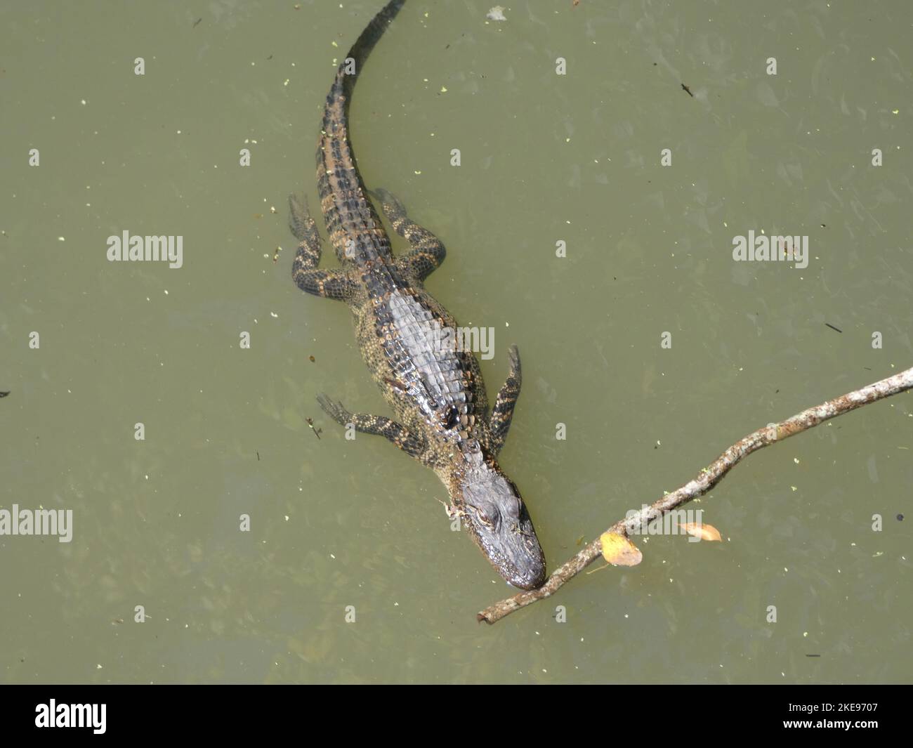 An alligator floating in a marsh Stock Photo - Alamy