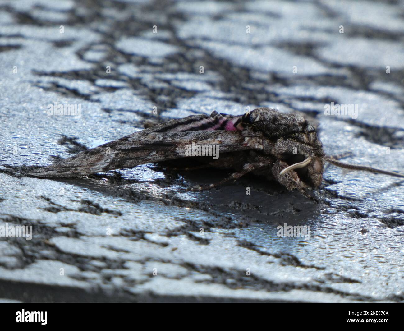 A macro of a Peppered moth in mud Stock Photo - Alamy