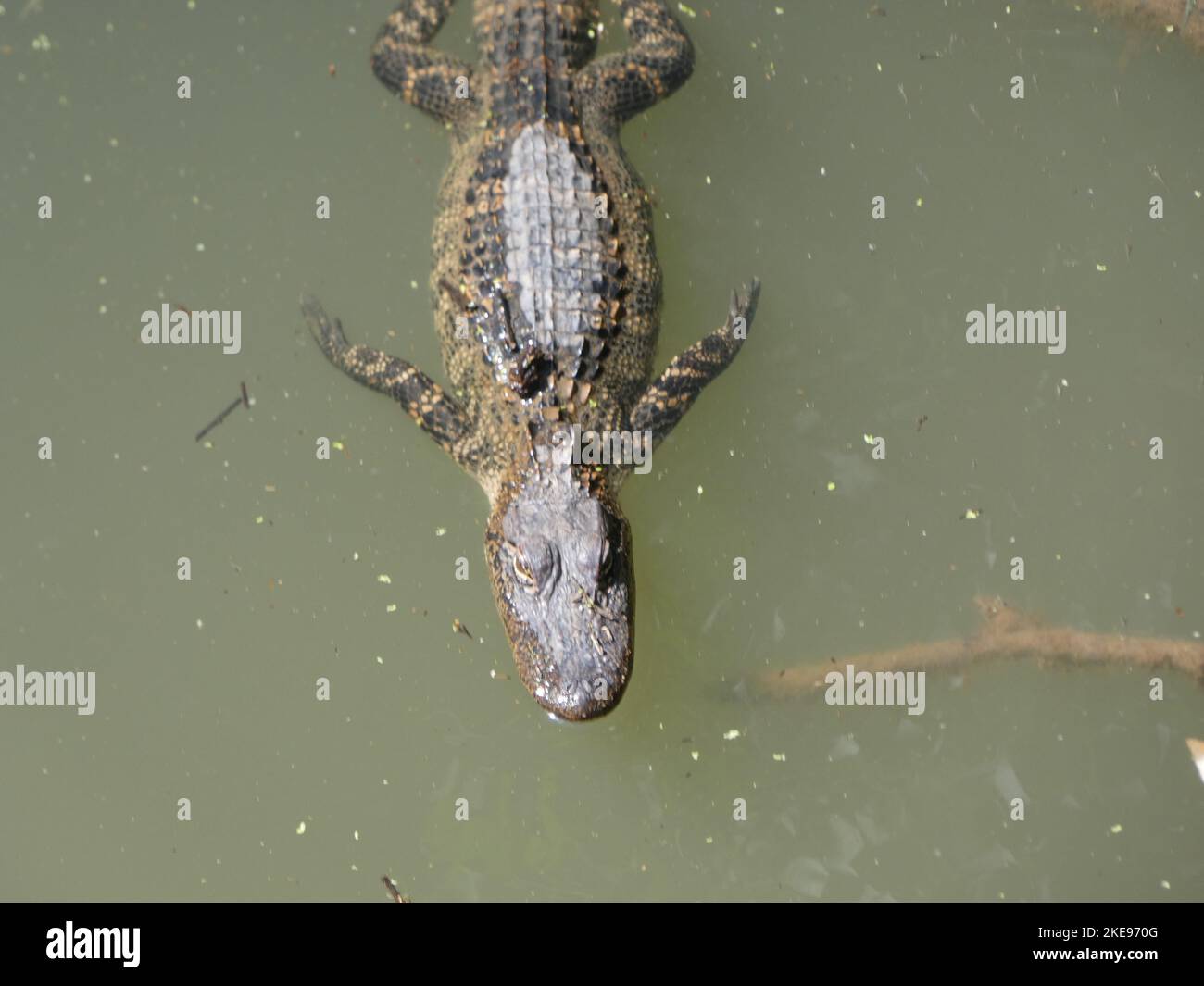 An alligator floating in a marsh Stock Photo - Alamy