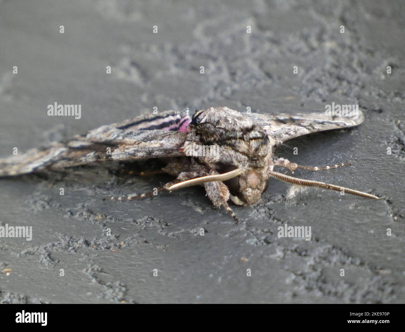 A macro of a Peppered moth in mud Stock Photo - Alamy