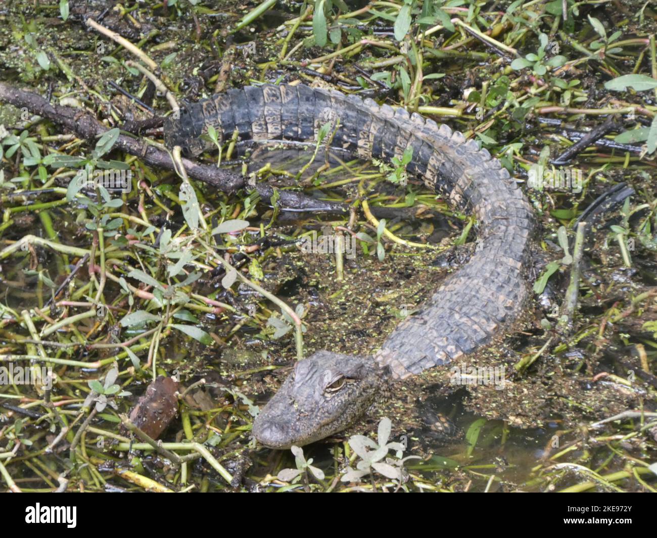 An alligator in a marsh Stock Photo - Alamy