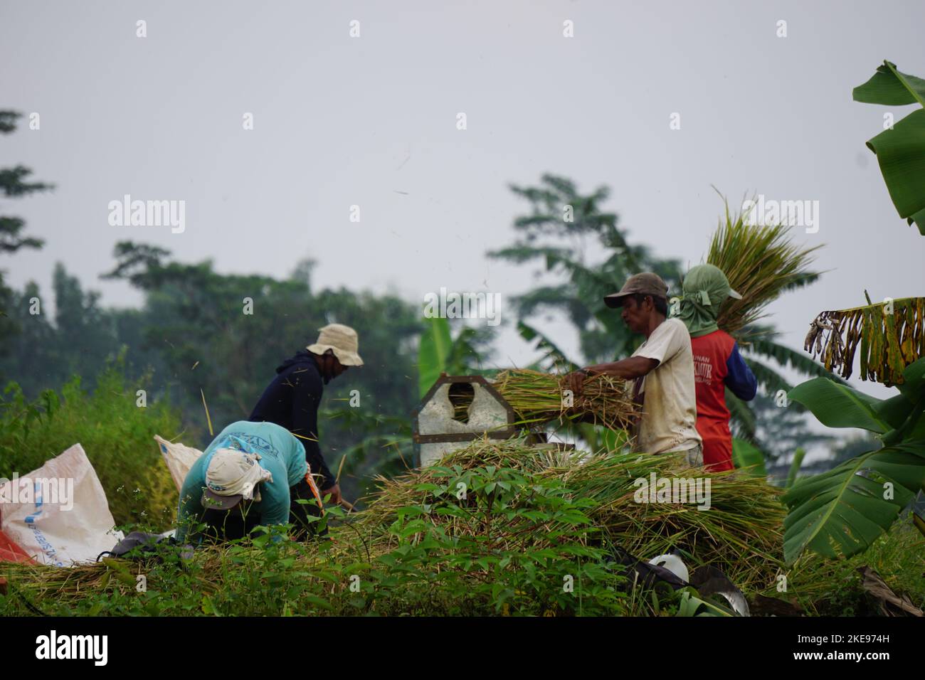 The farmer harvesting rice in traditional ways Stock Photo - Alamy