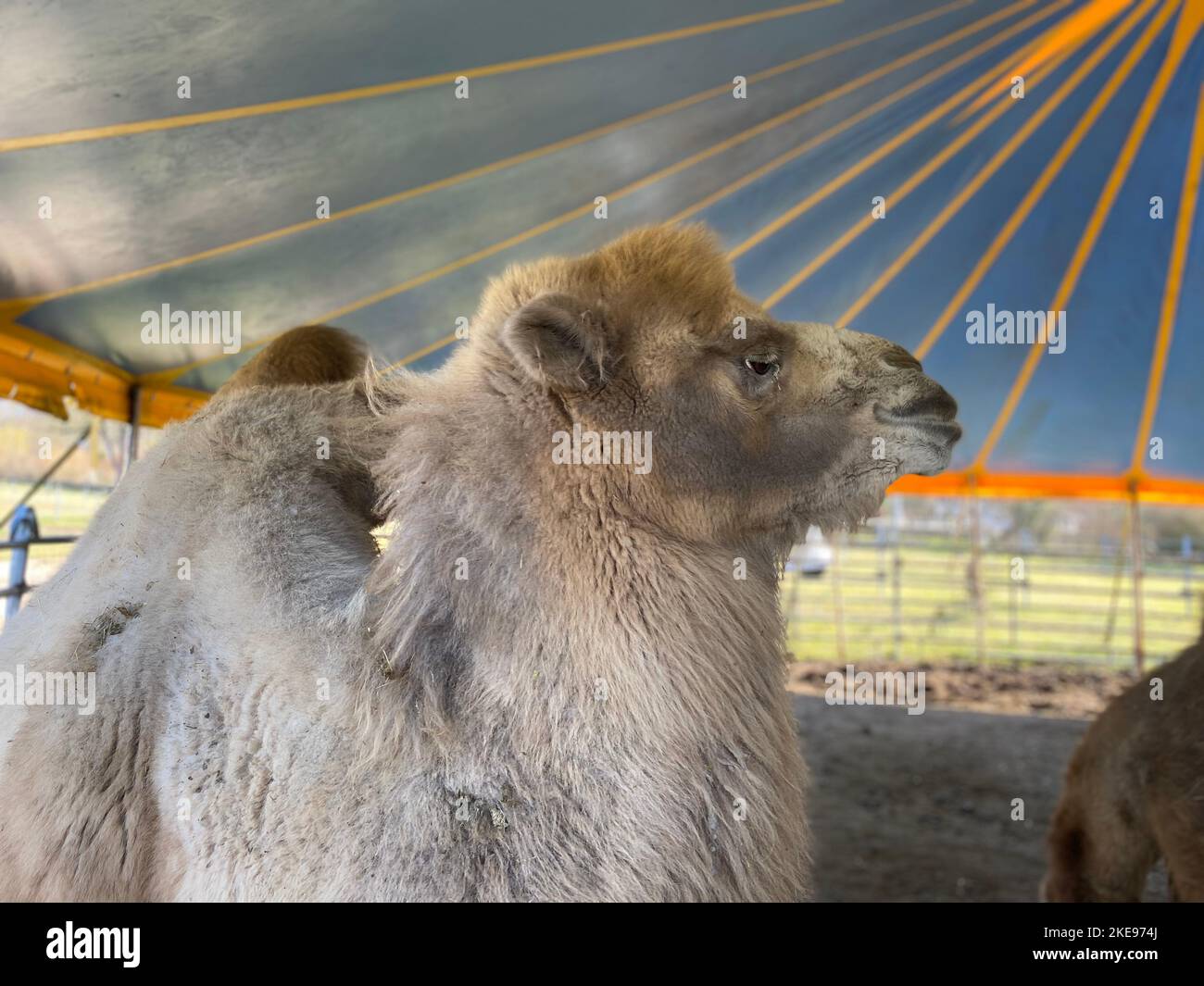 A double hump camel inside the tent in a ranch Stock Photo - Alamy