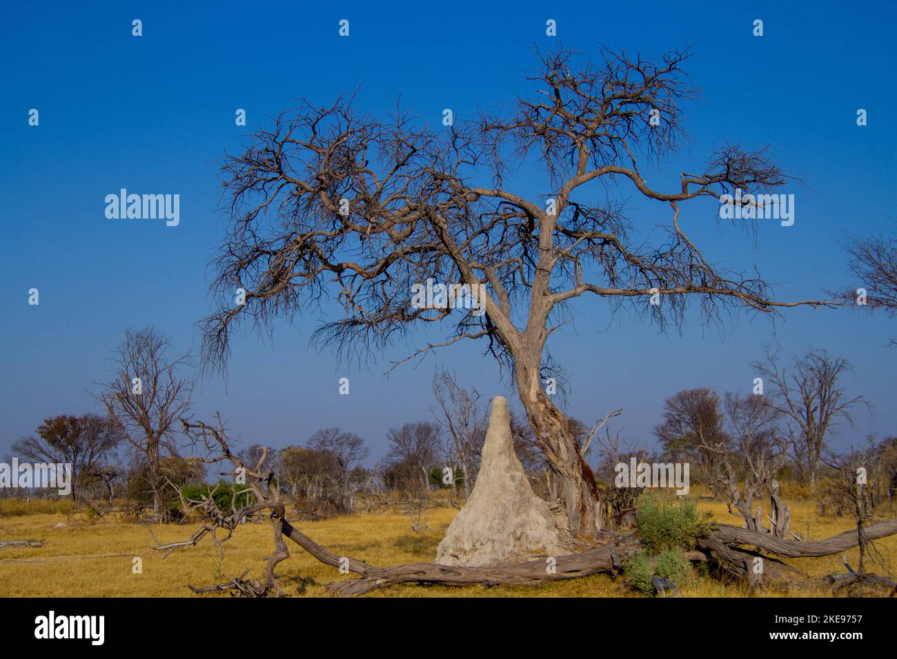 African landscape scene with blue sky, dry trees and a termite mound ...