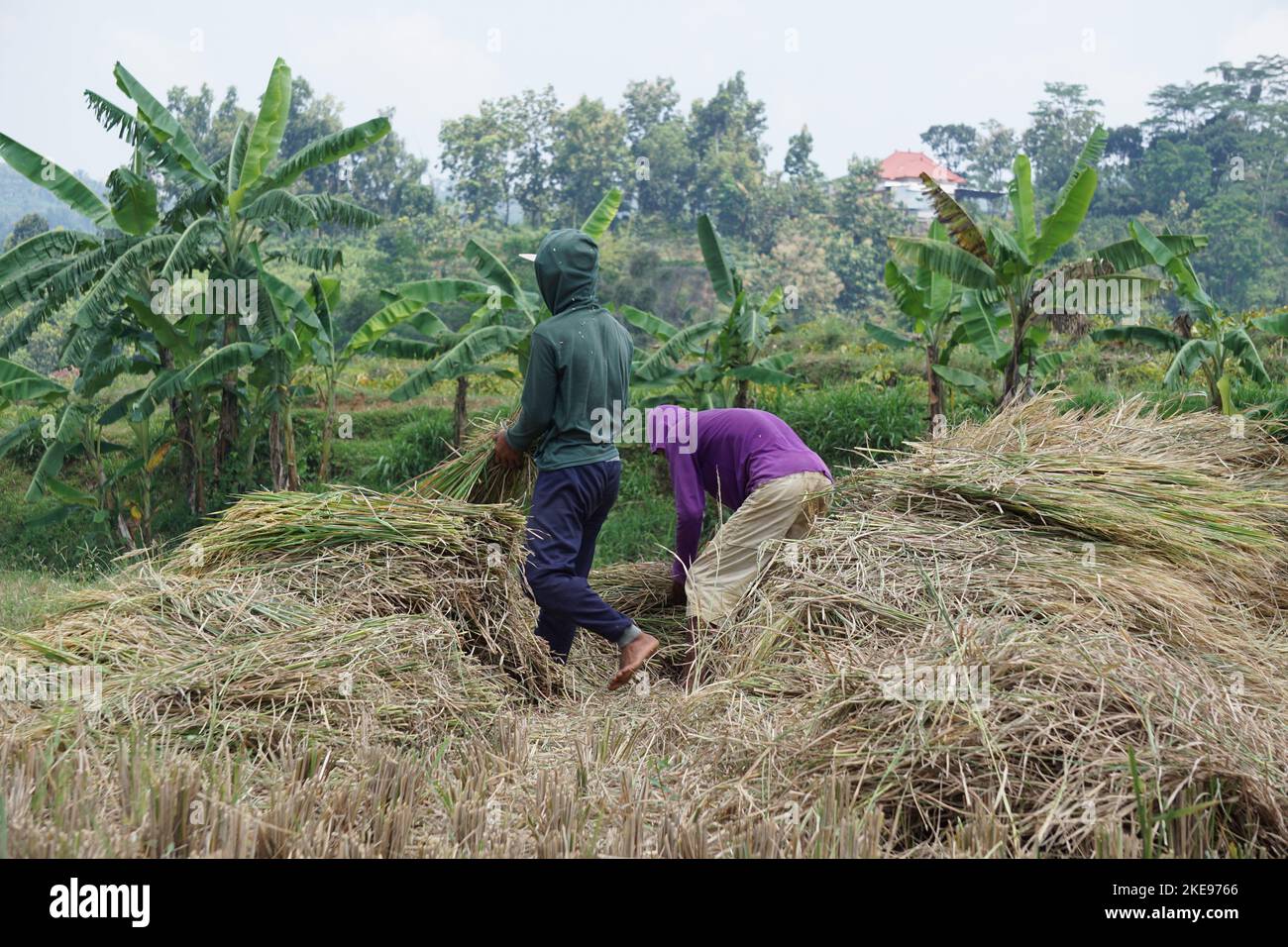 The farmer harvesting rice in traditional ways Stock Photo - Alamy