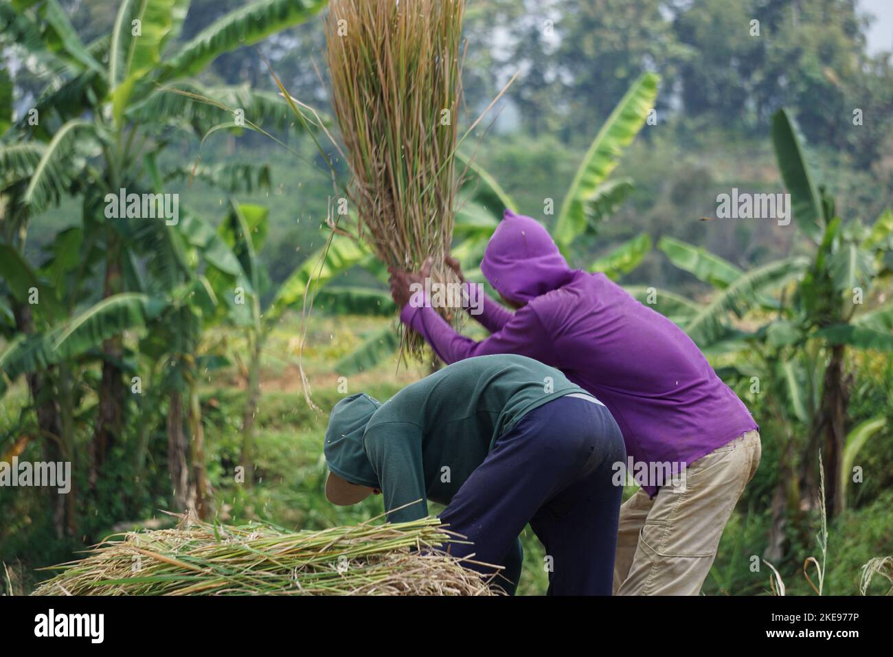 The farmer harvesting rice in traditional ways Stock Photo - Alamy