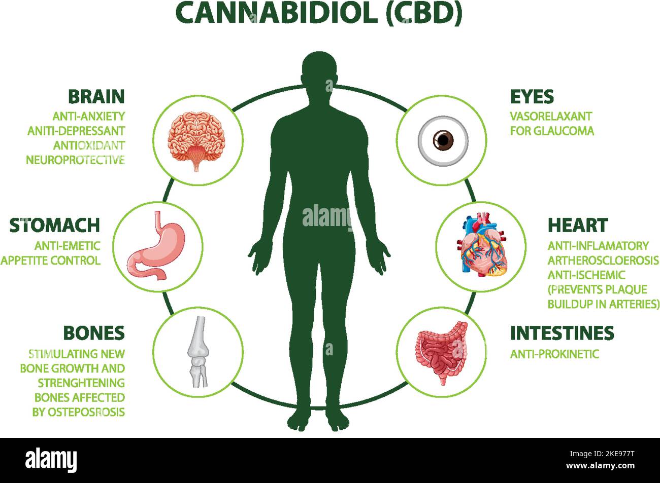 Marijuana plant diagram hi-res stock photography and images - Alamy